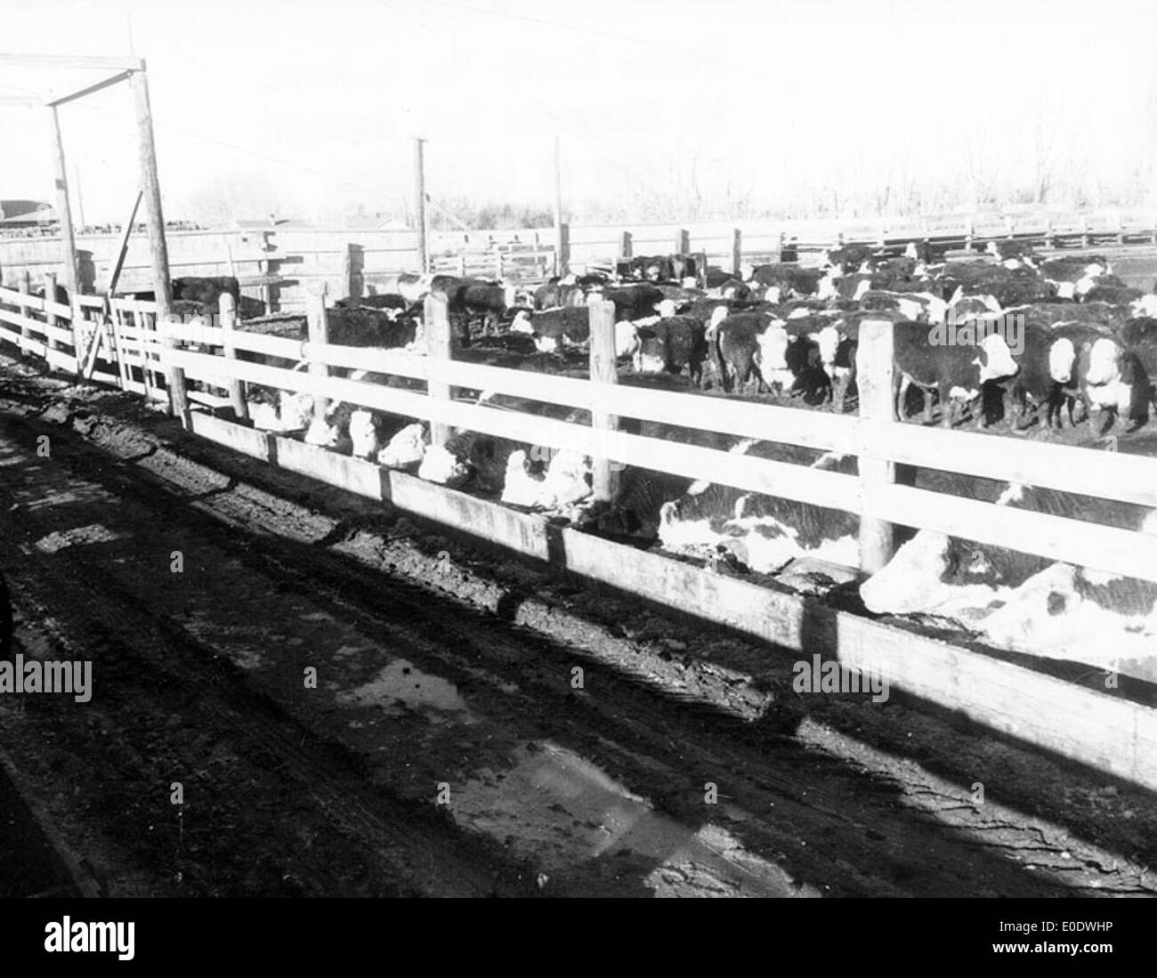 Cattle feedlot canada hi-res stock photography and images - Alamy