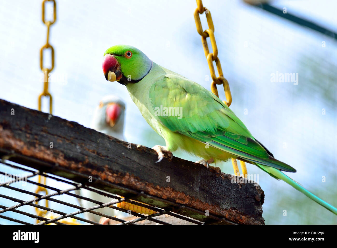 Green Indian Ring-necked Parakeet Stock Photo - Alamy