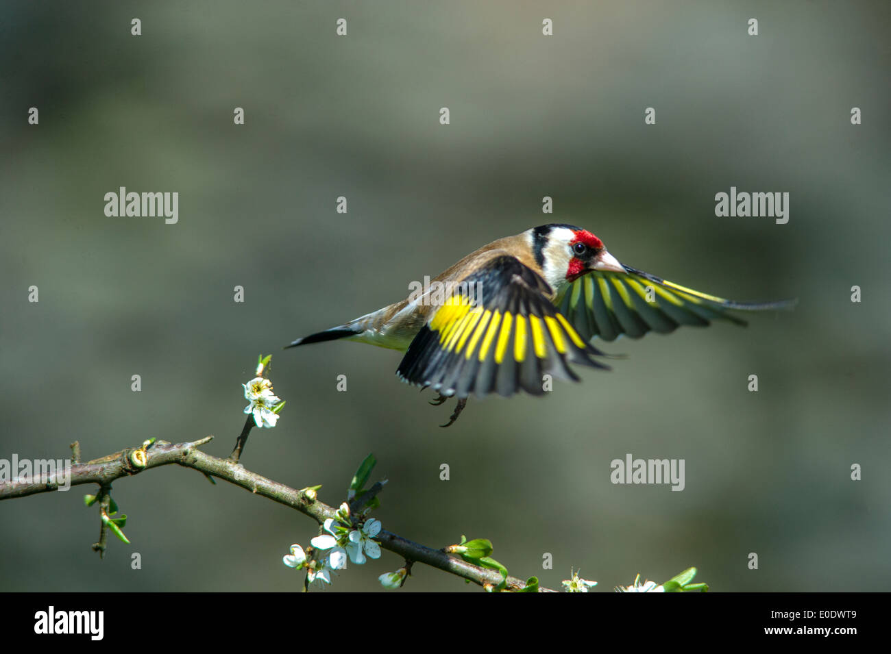 Goldfinch in flight hi-res stock photography and images - Alamy