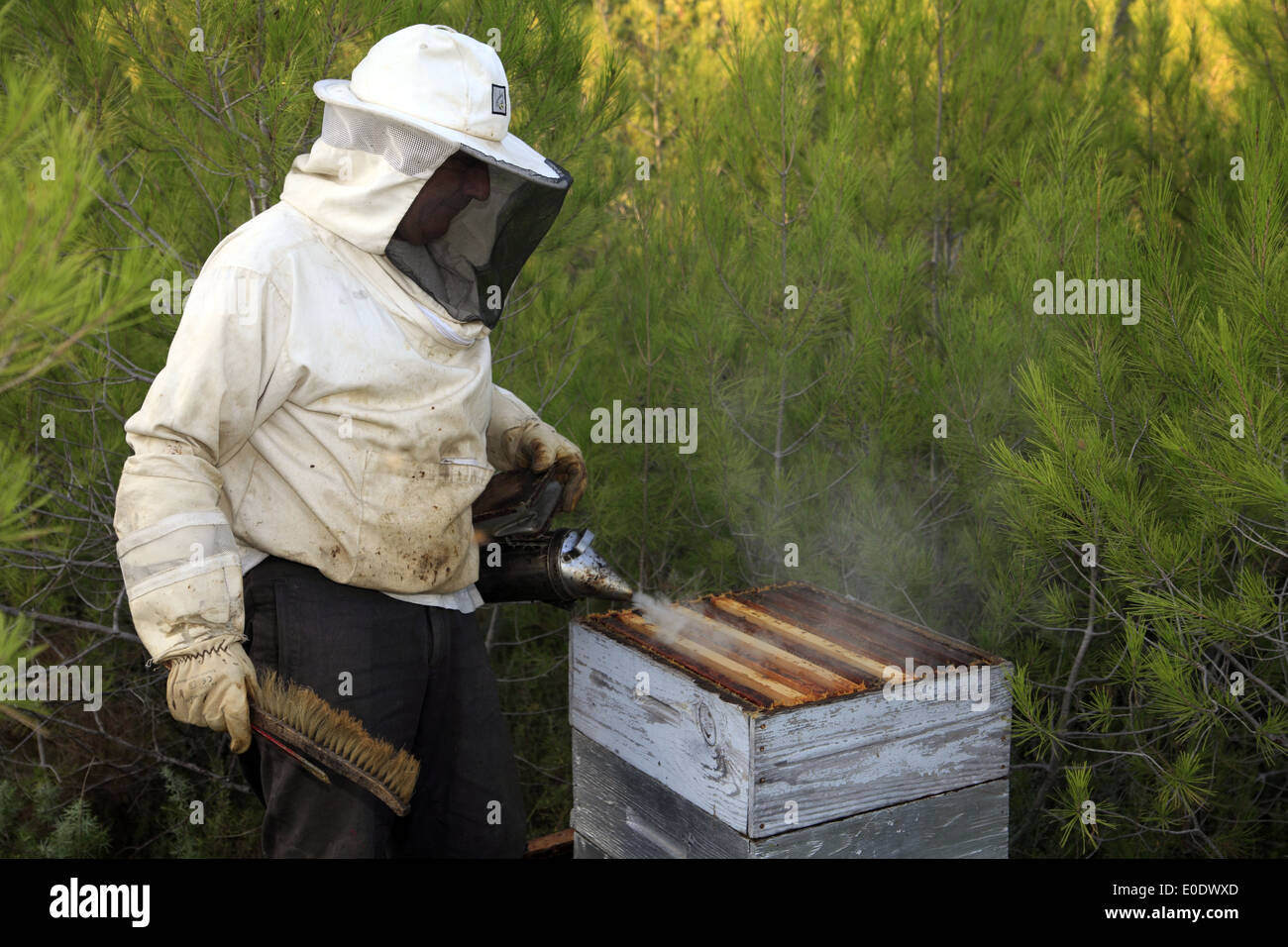 A beekeeper harvesting honey, Languedoc Roussillon, France Stock Photo ...