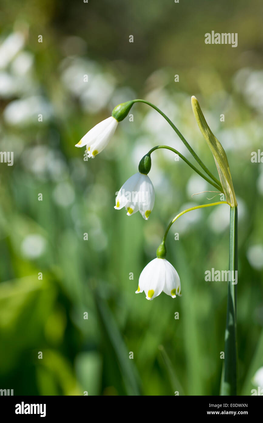 Summer Snowflake or Loddon Lily (Leucojum aestivum Stock Photo - Alamy