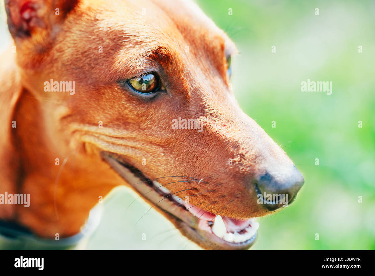 Close Up Red Dog Miniature Pinscher (Zwergpinscher, Min Pin) Head Over ...