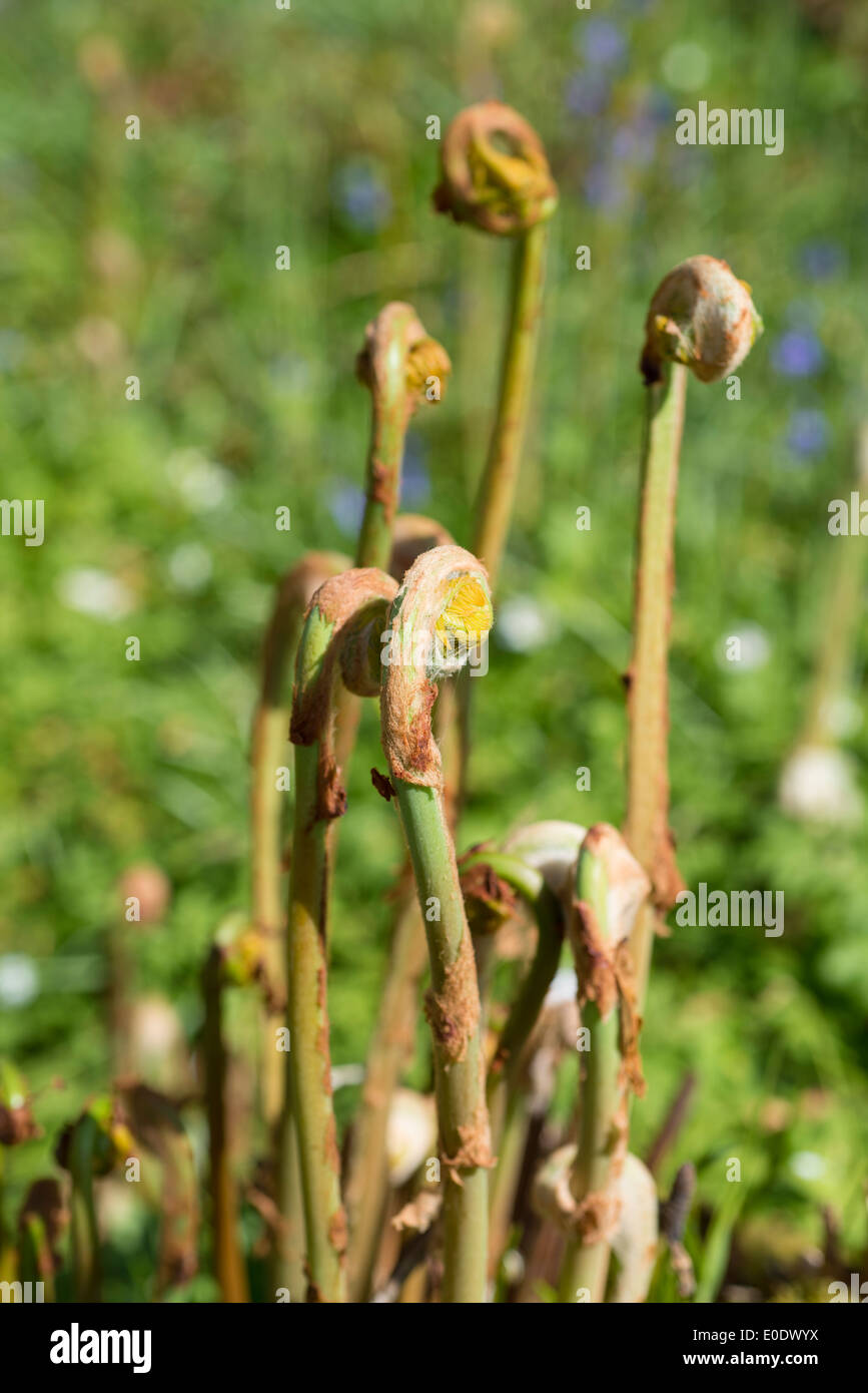 Unfurling fern fronds Stock Photo - Alamy