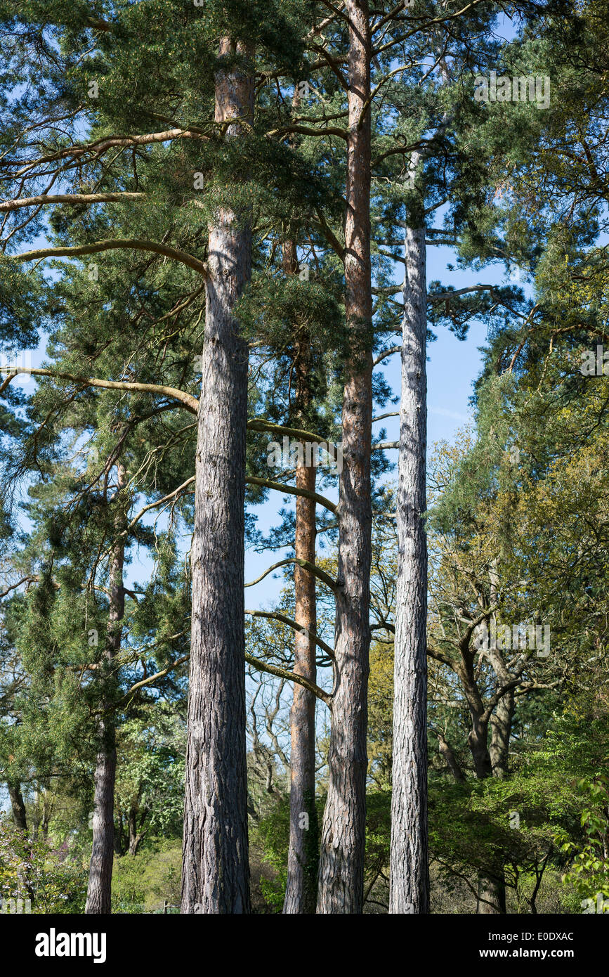 Fir trees hi-res stock photography and images - Alamy