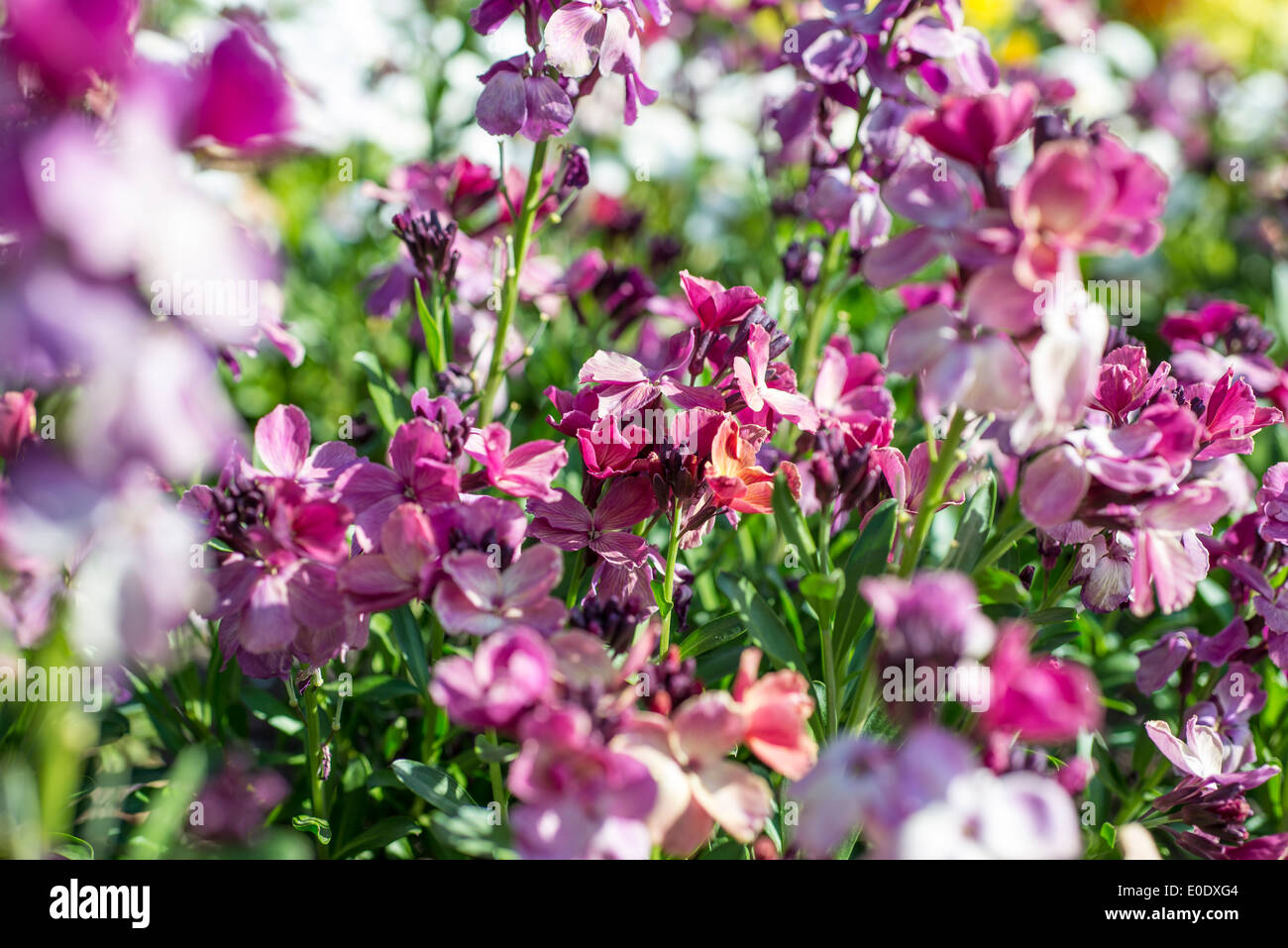 Erysimum cheiri 'Sunset Purple' Stock Photo - Alamy