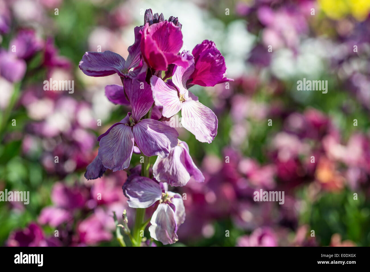 Erysimum cheiri 'Sunset Purple' Stock Photo - Alamy