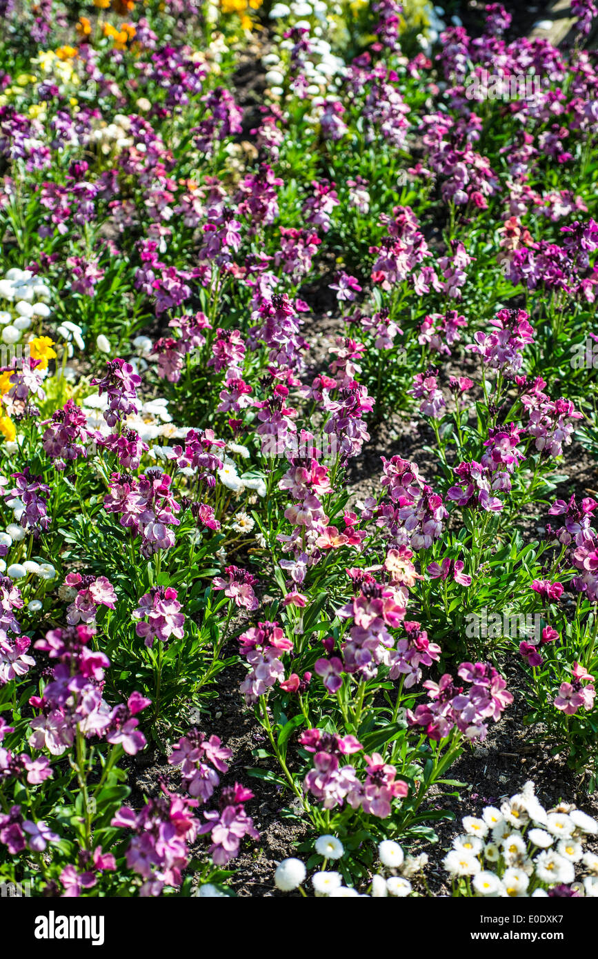 Erysimum cheiri 'Sunset Purple' Stock Photo - Alamy