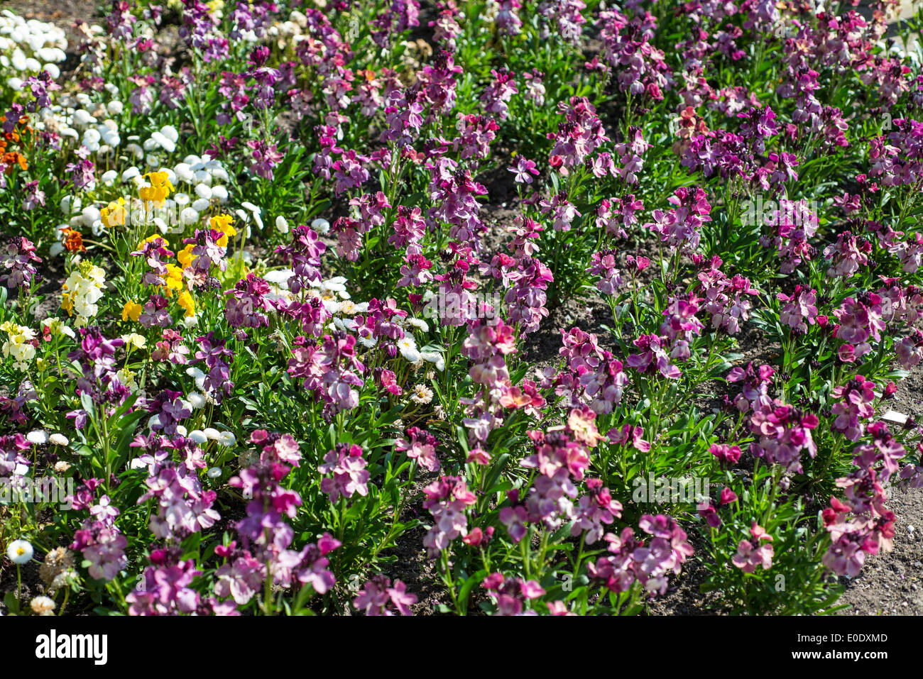 Erysimum cheiri 'Sunset Purple' Stock Photo - Alamy