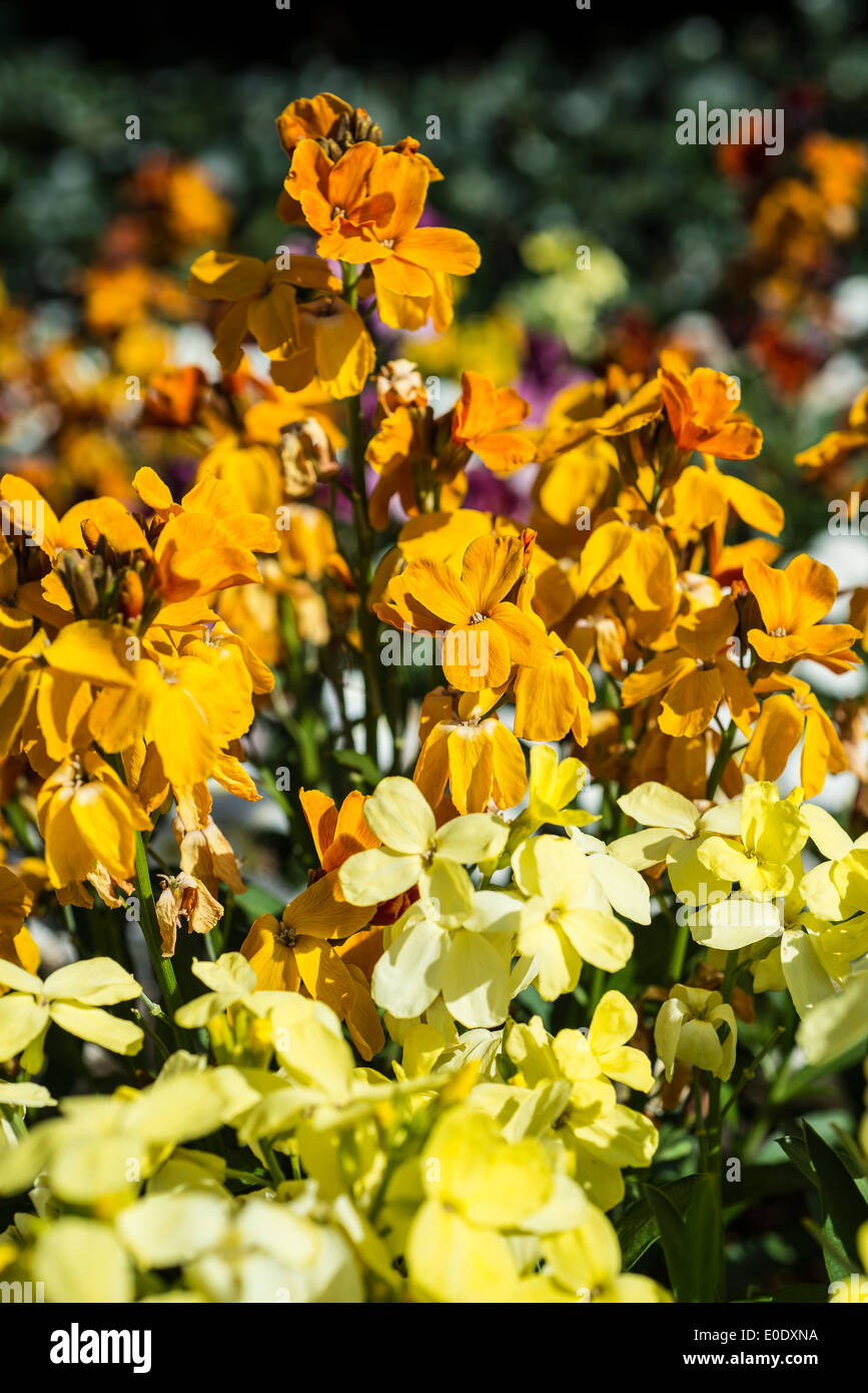 Erysimum cheiri sunset series hi-res stock photography and images - Alamy