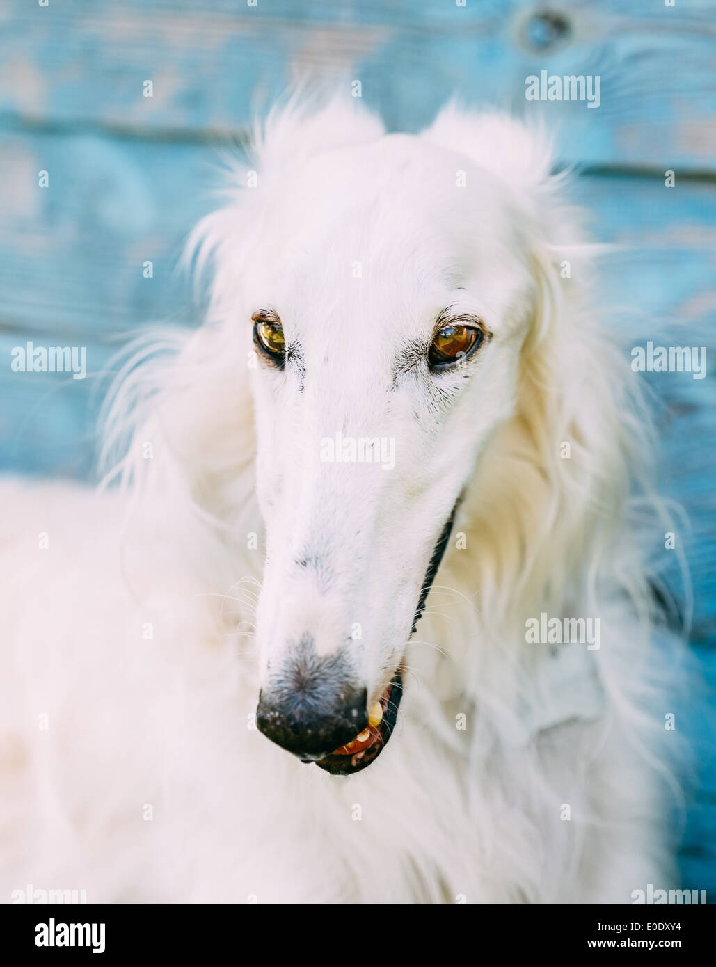 Russian dog show hi-res stock photography and images - Alamy