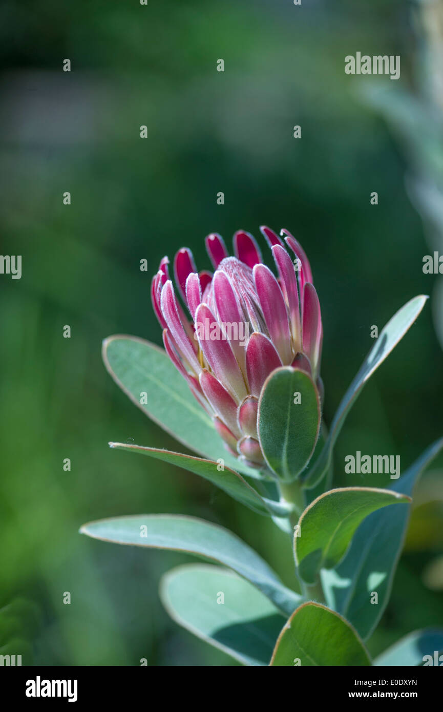 Protea hi-res stock photography and images - Alamy