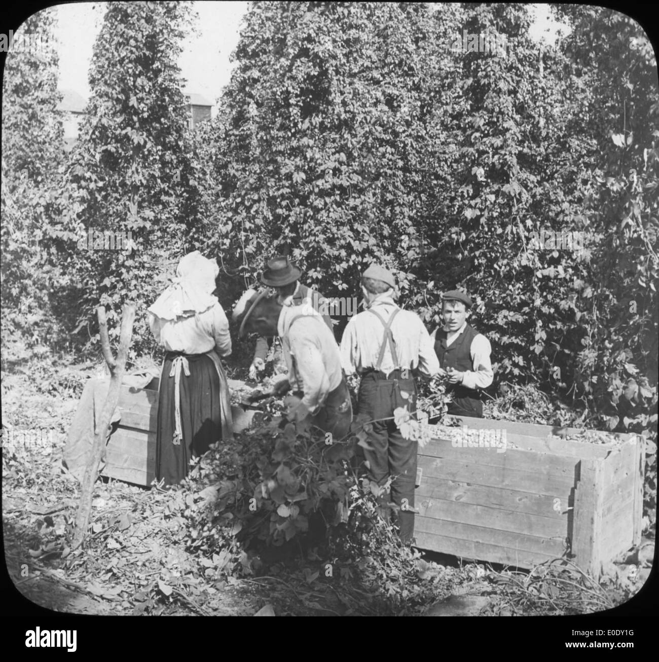 Preserving hops hi-res stock photography and images - Alamy