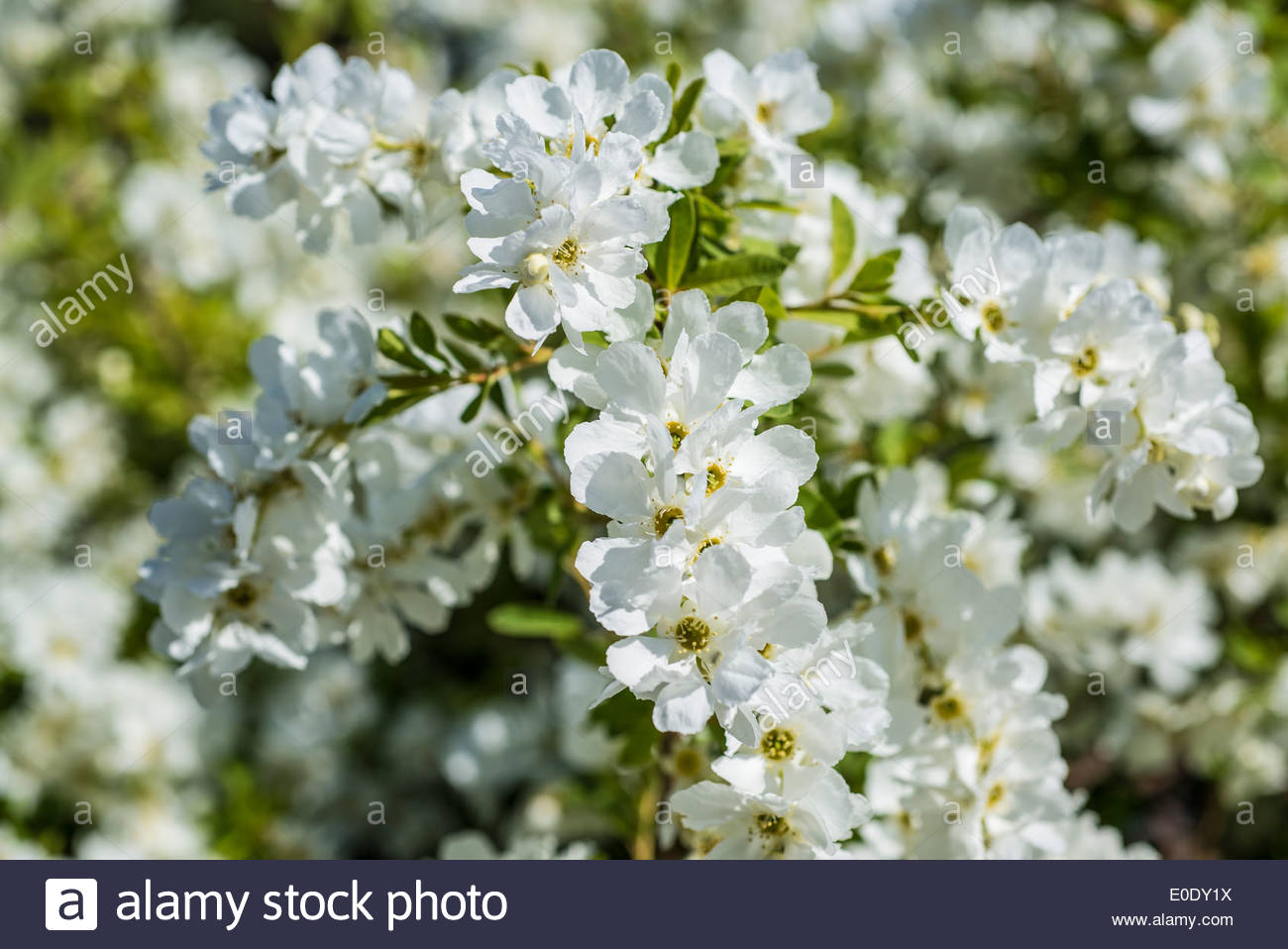 Pearl bush, Exochorda x macrantha 'The Bride' Stock Photo: 69148070 - Alamy