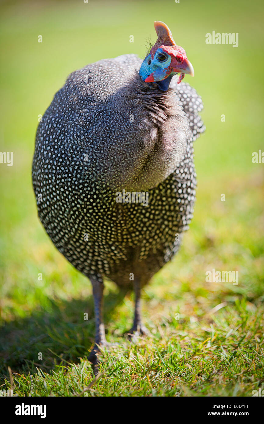 Helmeted Guineafowl Hen High Resolution Stock Photography and Images ...