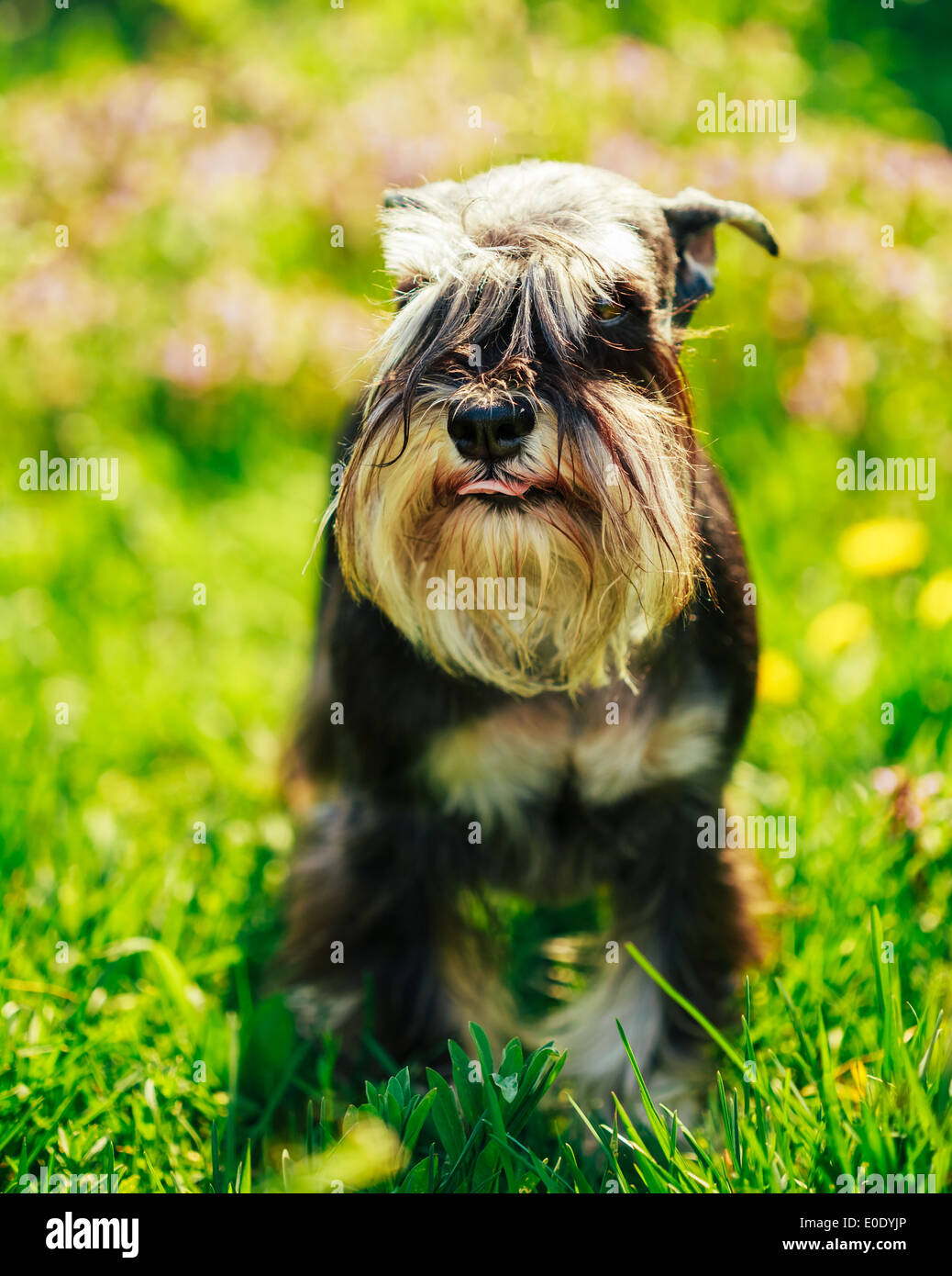 Small Miniature Schnauzer Dog (Zwergschnauzer) sitting In Green Grass ...