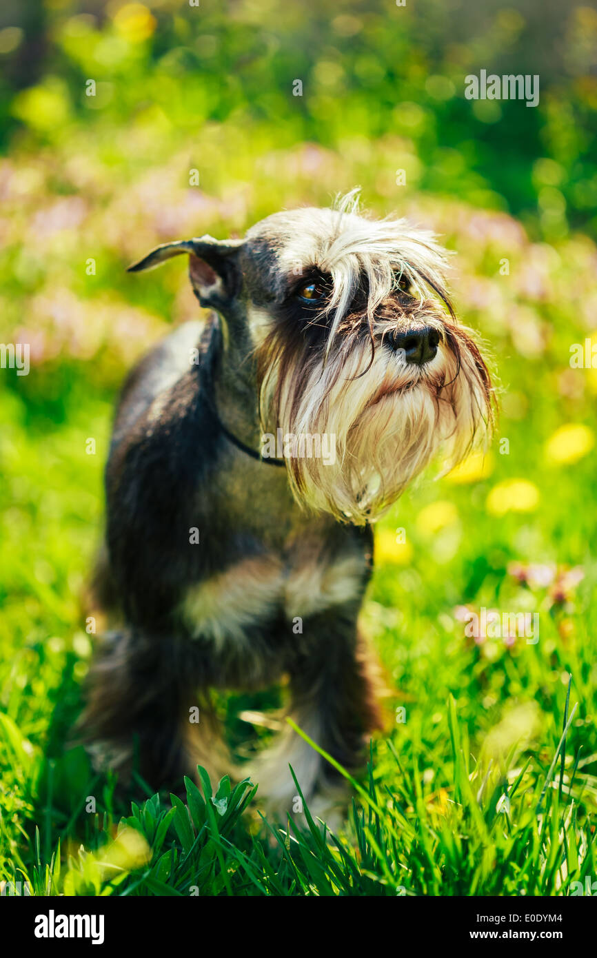 Small Miniature Schnauzer Dog (Zwergschnauzer) sitting In Green Grass ...