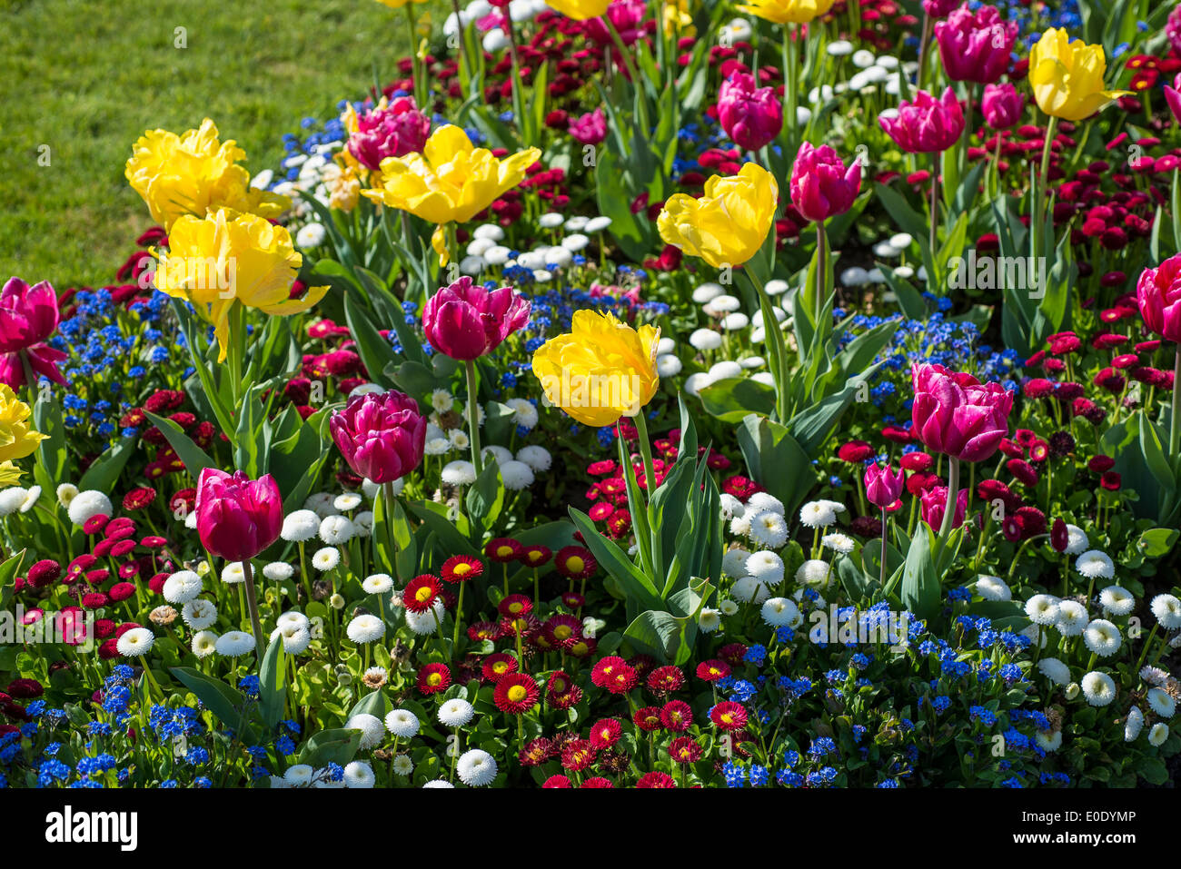 Flowerbed with spring flowers, RHS Garden, Wisley, Surrey, England ...