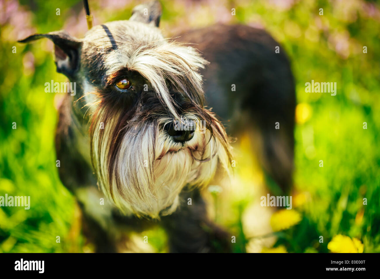 Small Miniature Schnauzer Dog (Zwergschnauzer) sitting In Green Grass ...