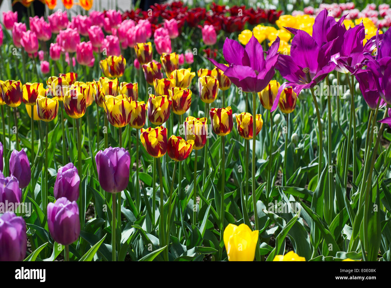 Colourful display of spring flowers hi-res stock photography and images ...