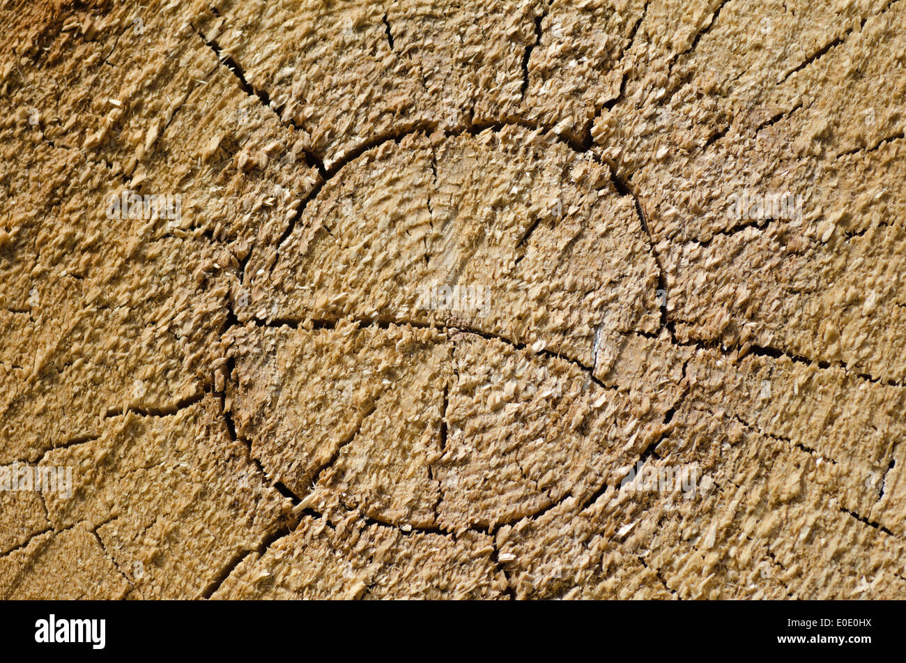 Background of cut spruce log surface Stock Photo - Alamy