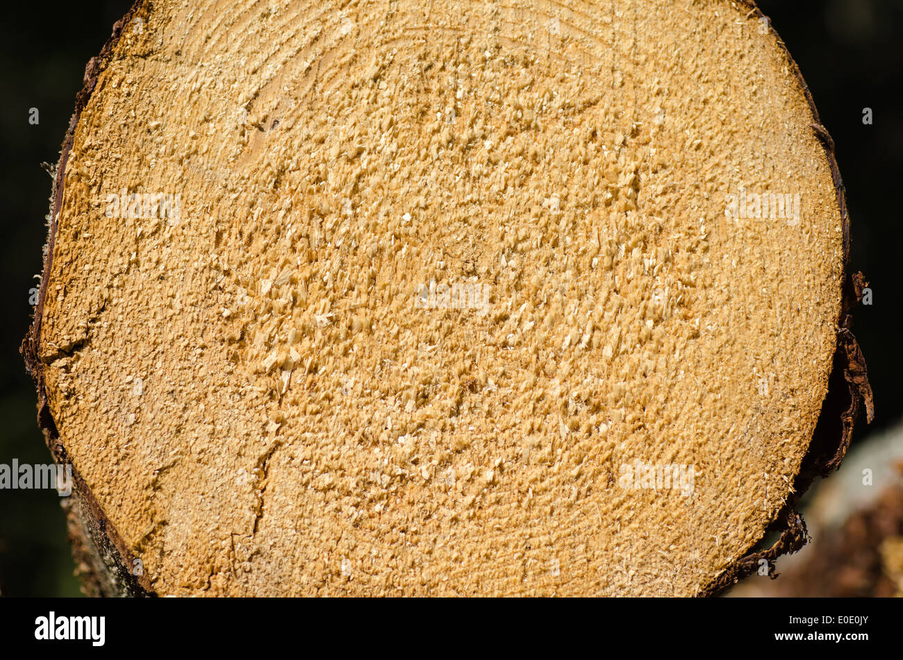 Spruce log hi-res stock photography and images - Alamy