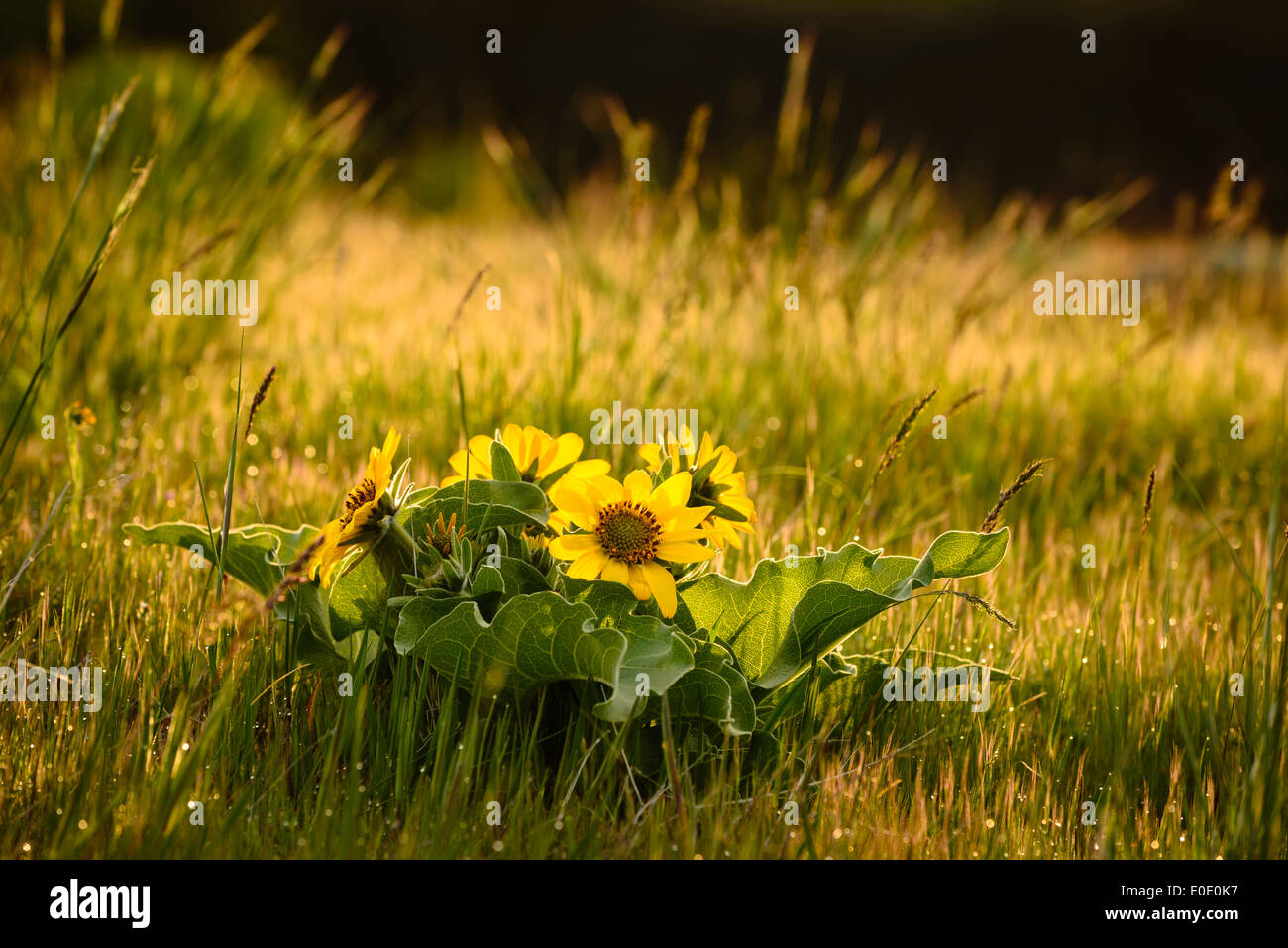 Tom mccall preserve hi-res stock photography and images - Alamy