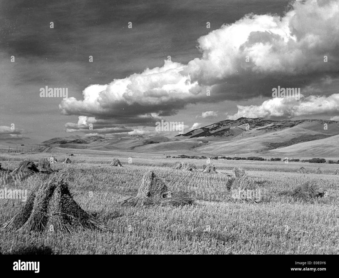 Farming field grain Black and White Stock Photos & Images - Alamy