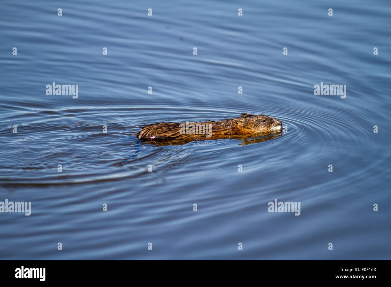Black muskrat hi-res stock photography and images - Alamy