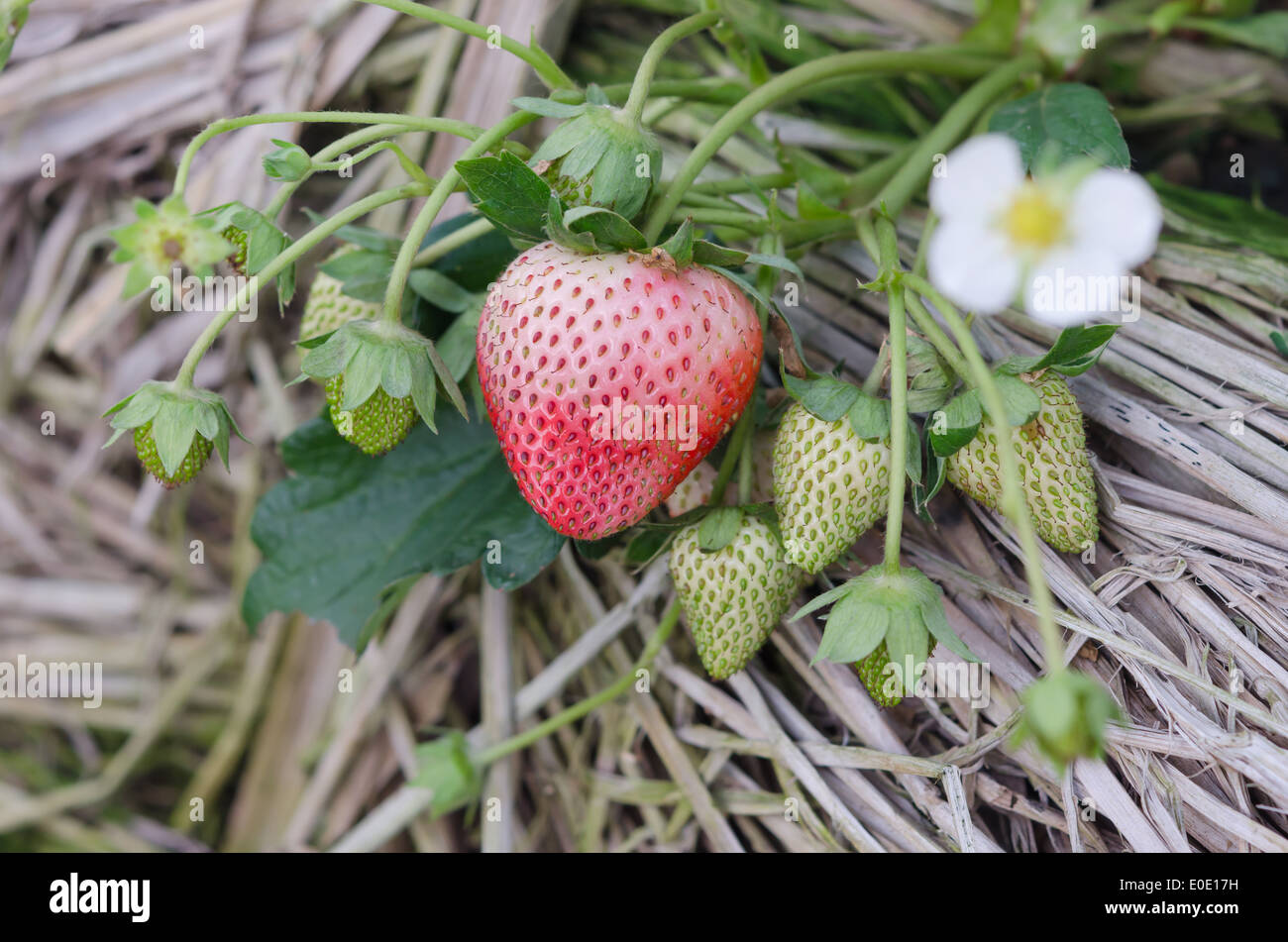 Strawberry plants already ripe to harvest Stock Photo - Alamy
