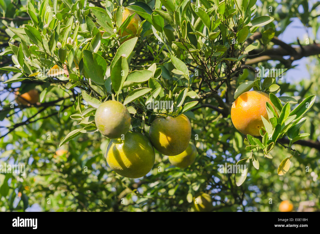 branch orange tree fruits with green leaves in sunlight Stock Photo - Alamy