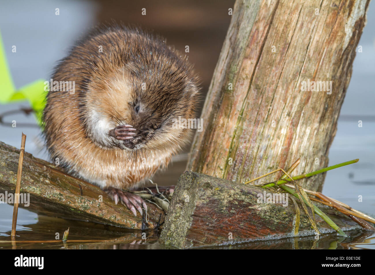 Muskrat habitat hi-res stock photography and images - Alamy