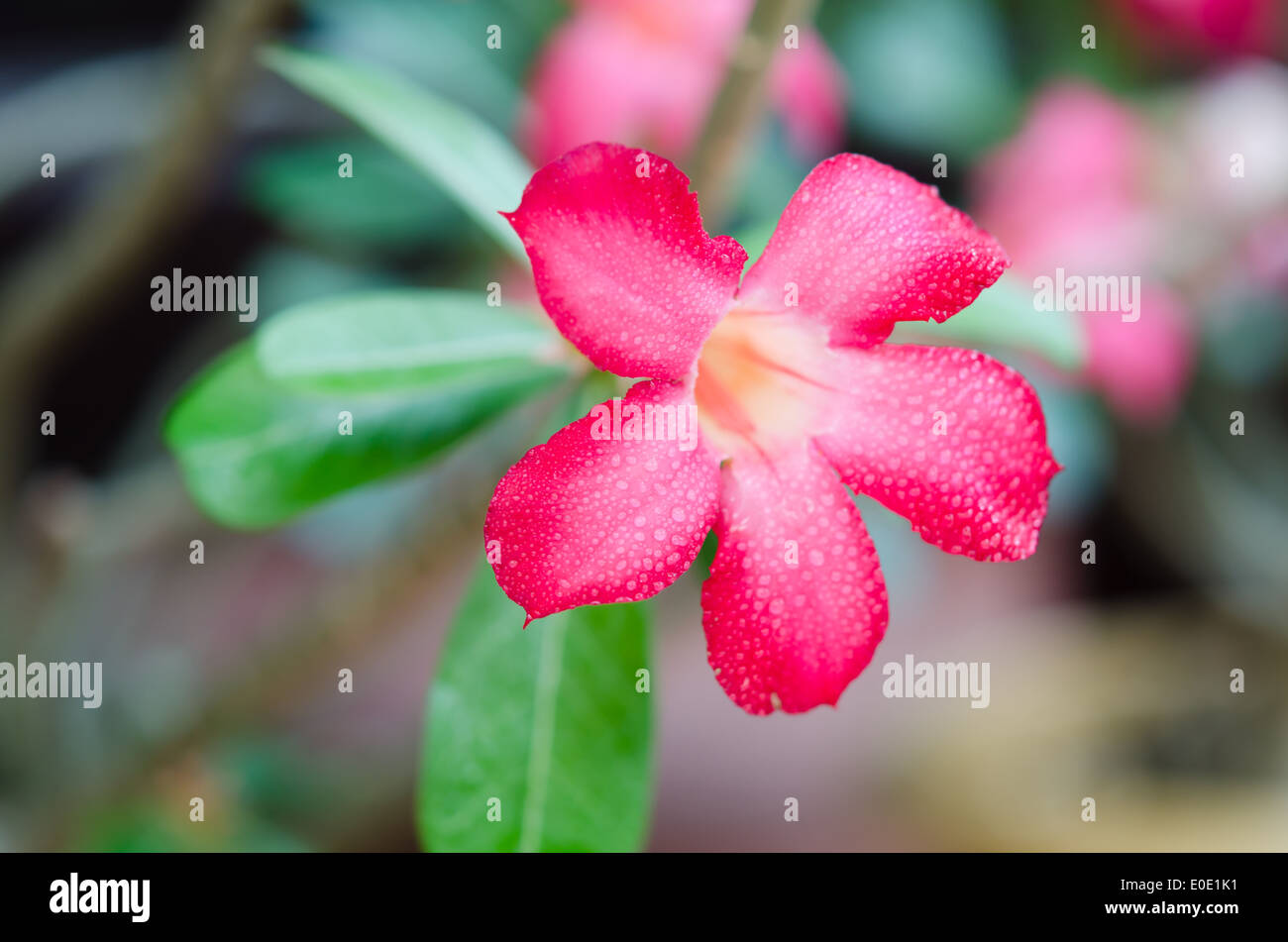 Impala lily hi-res stock photography and images - Alamy