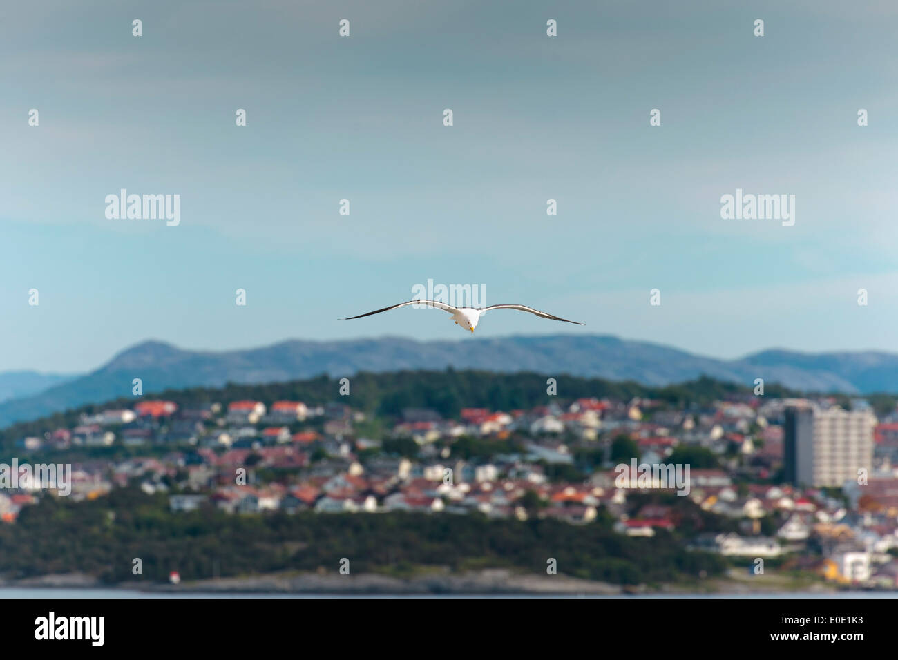 Scenic view seagull flying above hi-res stock photography and images ...