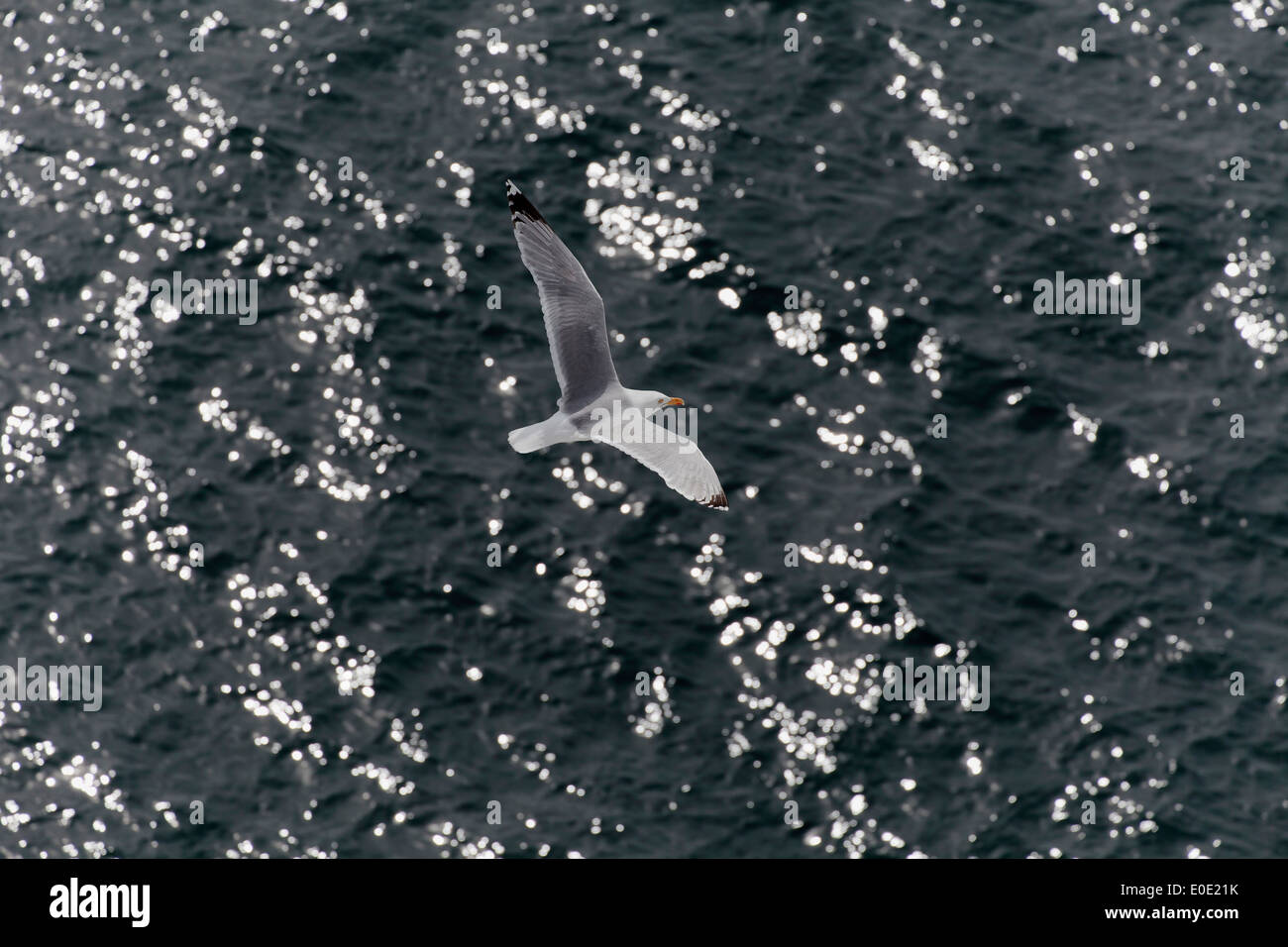 Norwegian seagull hi-res stock photography and images - Alamy