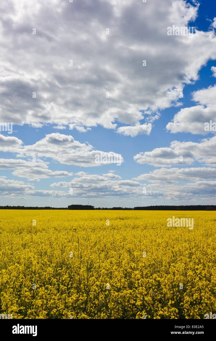 Luebs hi-res stock photography and images - Alamy