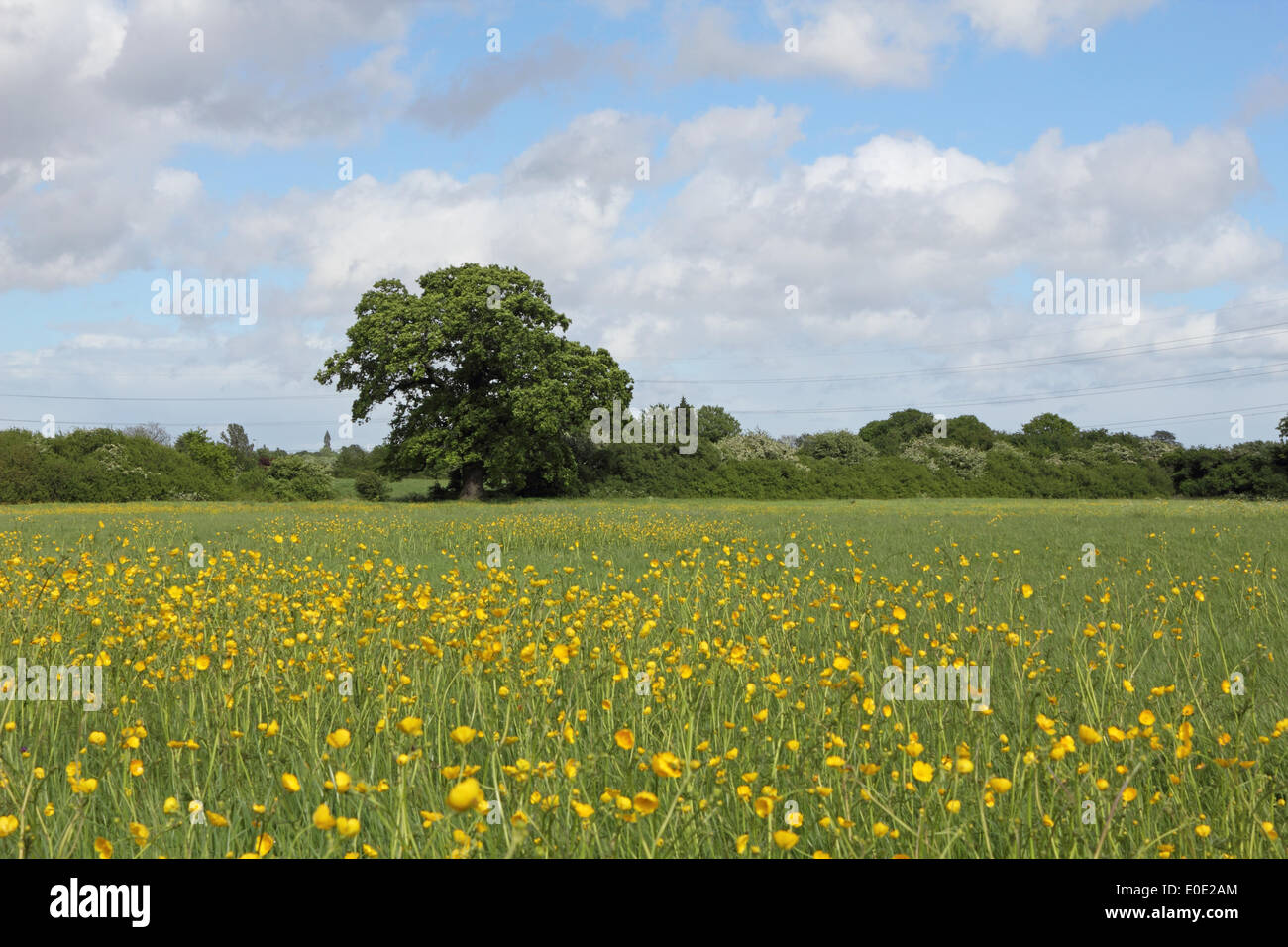 Tolworth Court Farm, Surrey, England, UK. 10th May 2014. It was a day ...