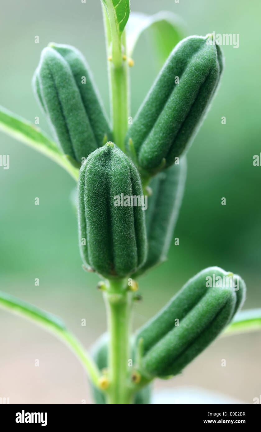 Sesame seed pods and plant hi-res stock photography and images - Alamy