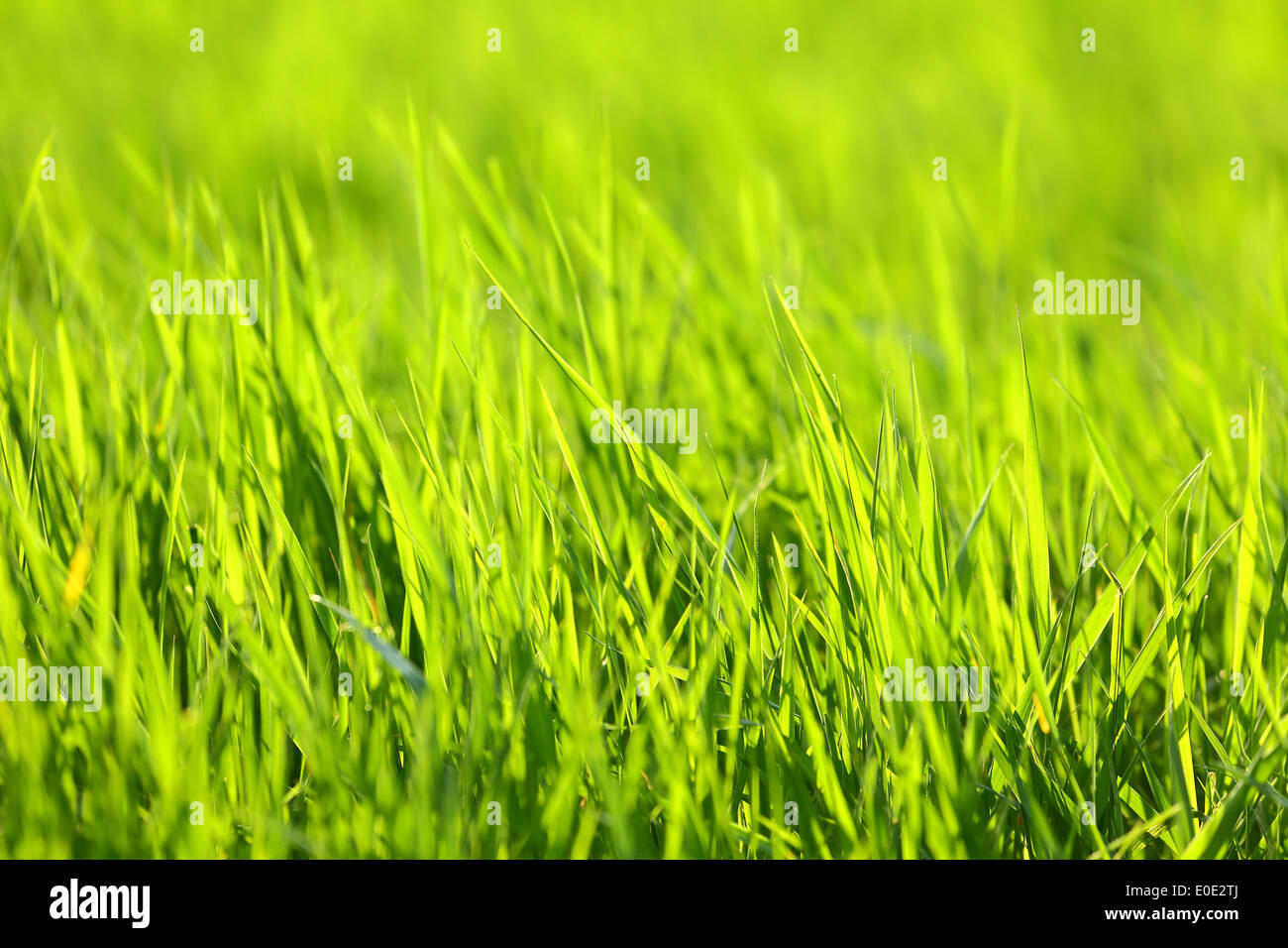 Closeup green grass morning hi-res stock photography and images - Alamy
