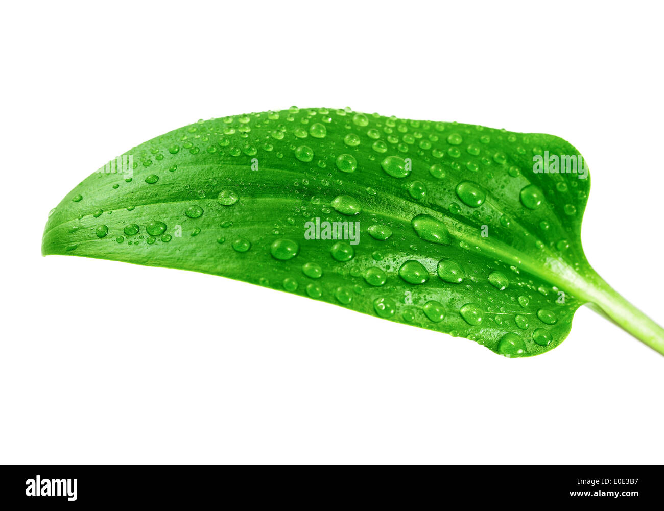 Water isolated leaf hi-res stock photography and images - Alamy