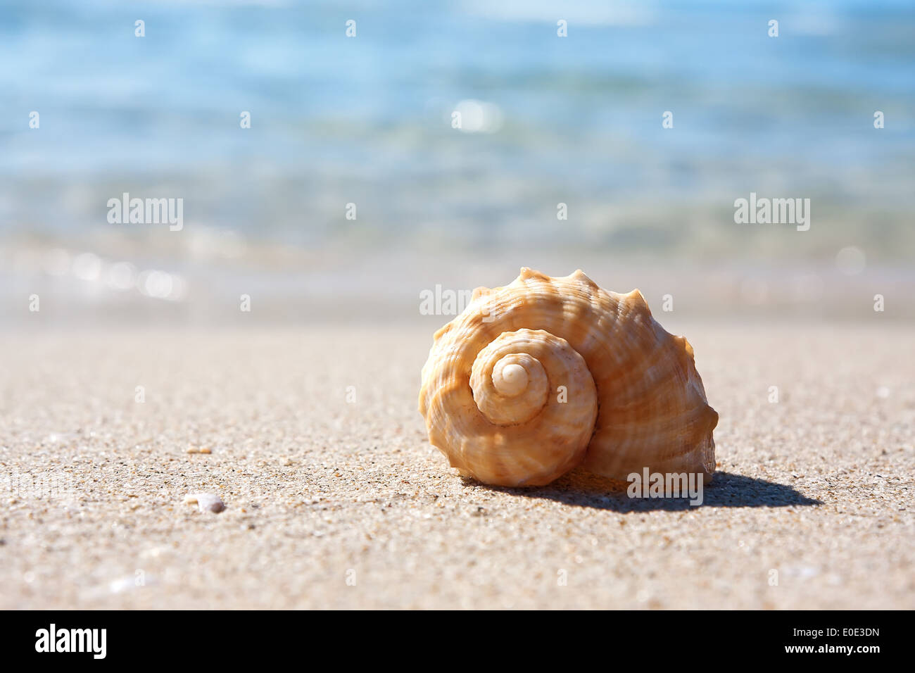 Sea shell on the sandy beach Stock Photo - Alamy