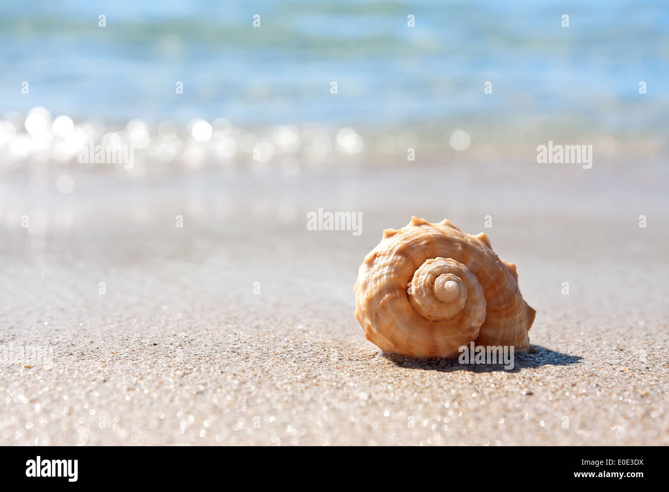 Sea shell on the sandy beach Stock Photo - Alamy
