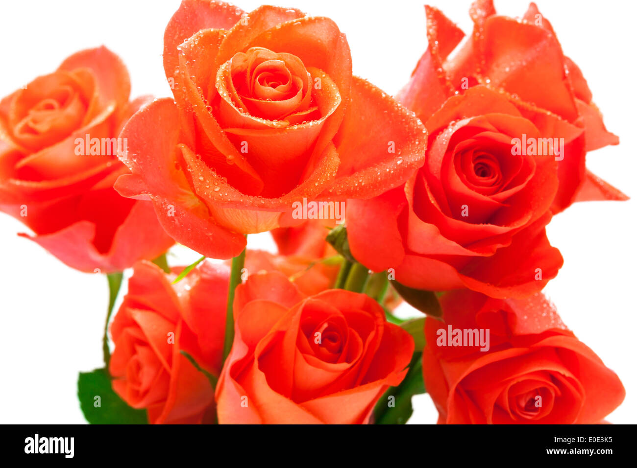 beautiful branch of roses on a white background Stock Photo - Alamy