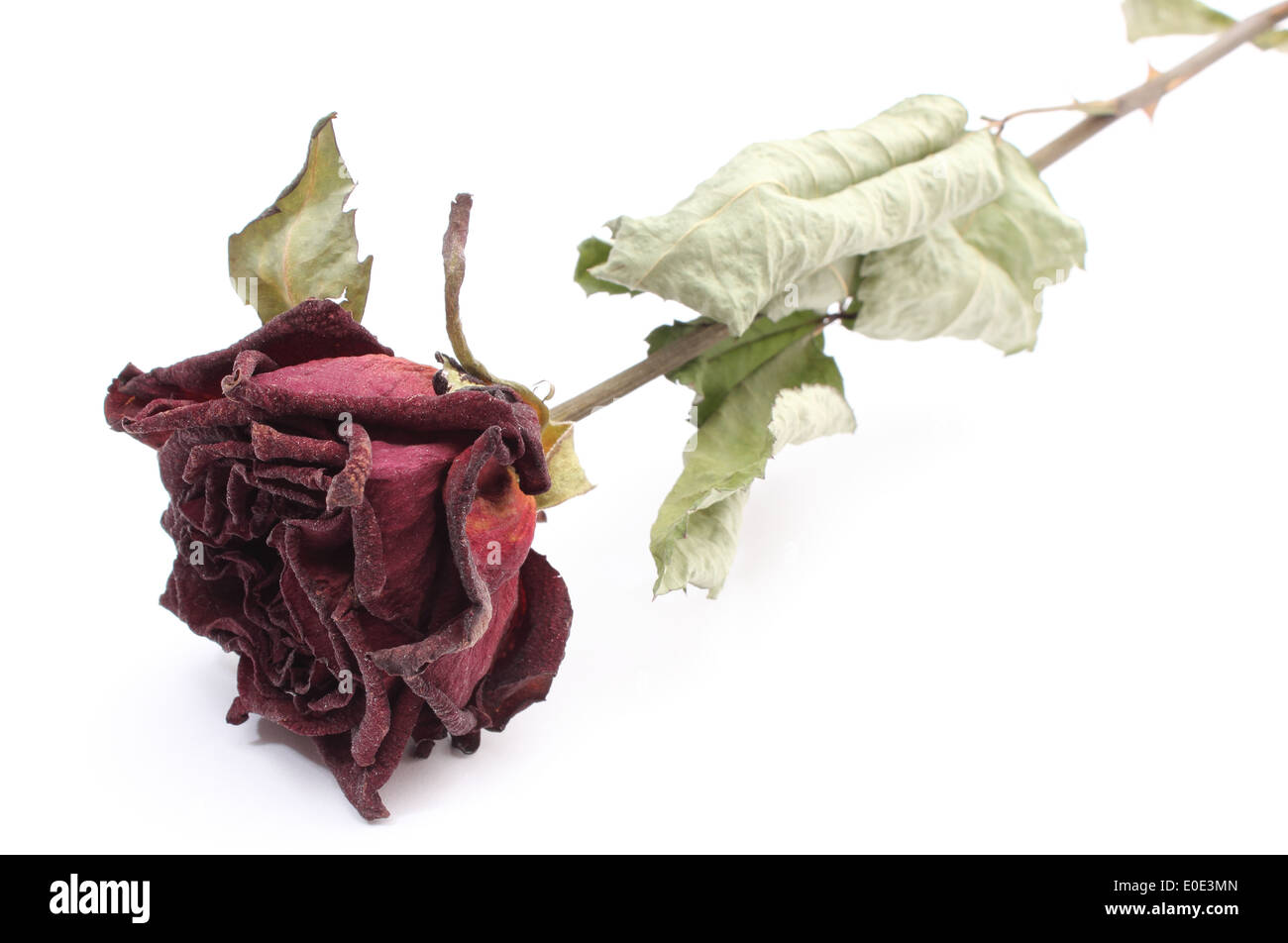 Closeup of dried and faded red rose isolated on white background Stock ...