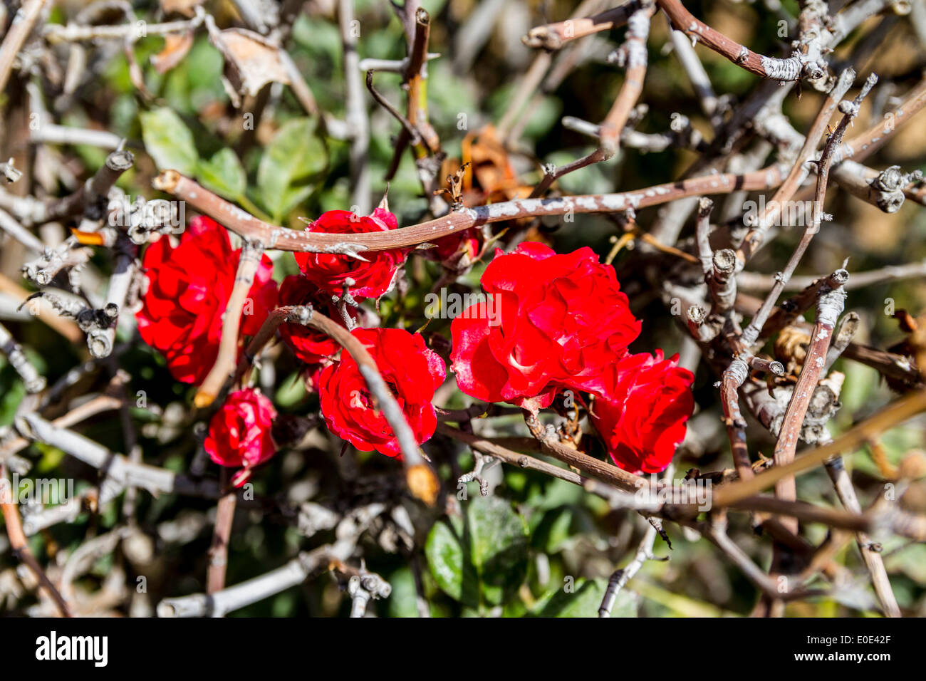 Miniature roses at the Medal of Honor Memorial inside the Riverside ...