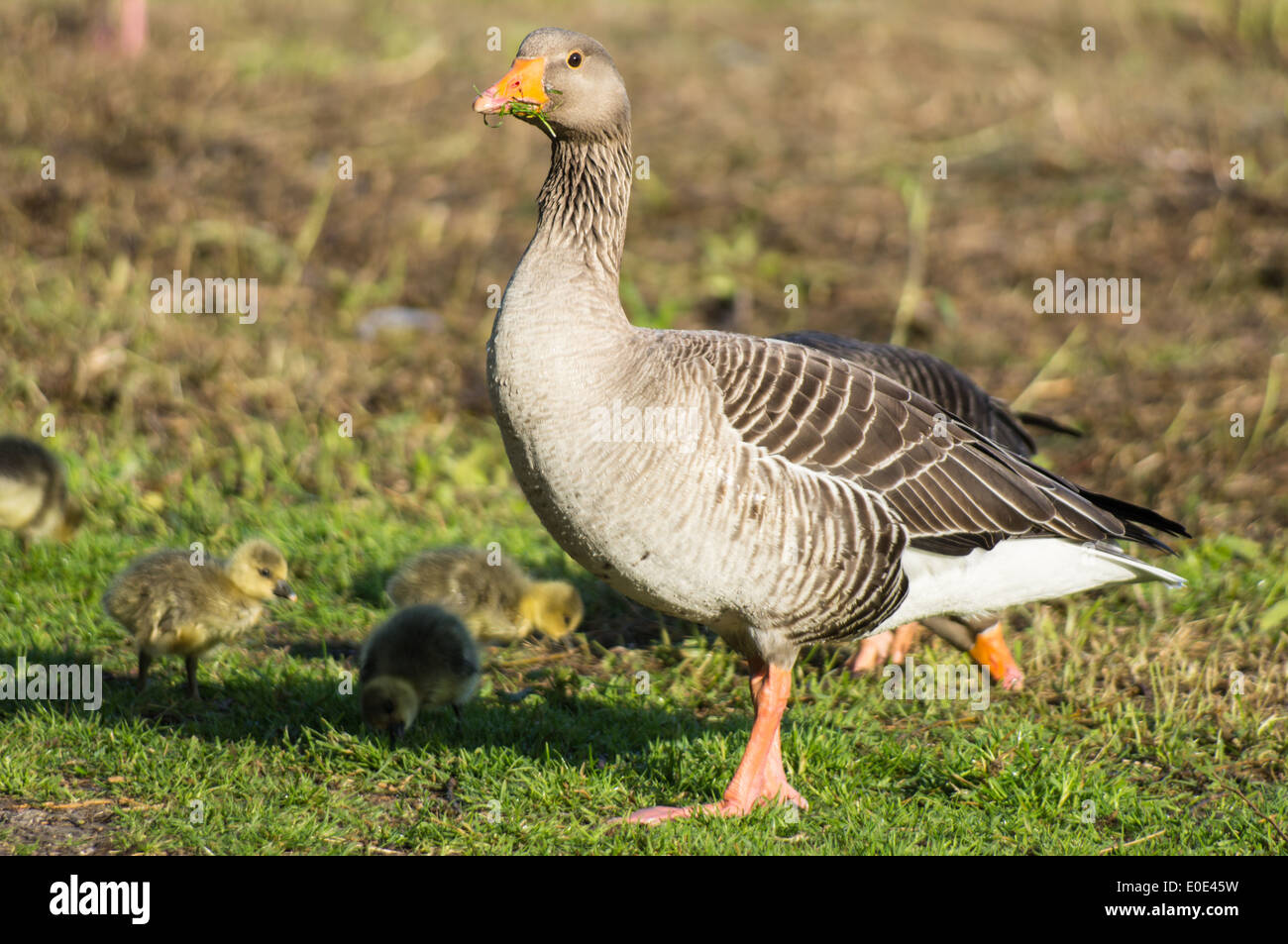 Adult birds with chicks hi-res stock photography and images - Alamy