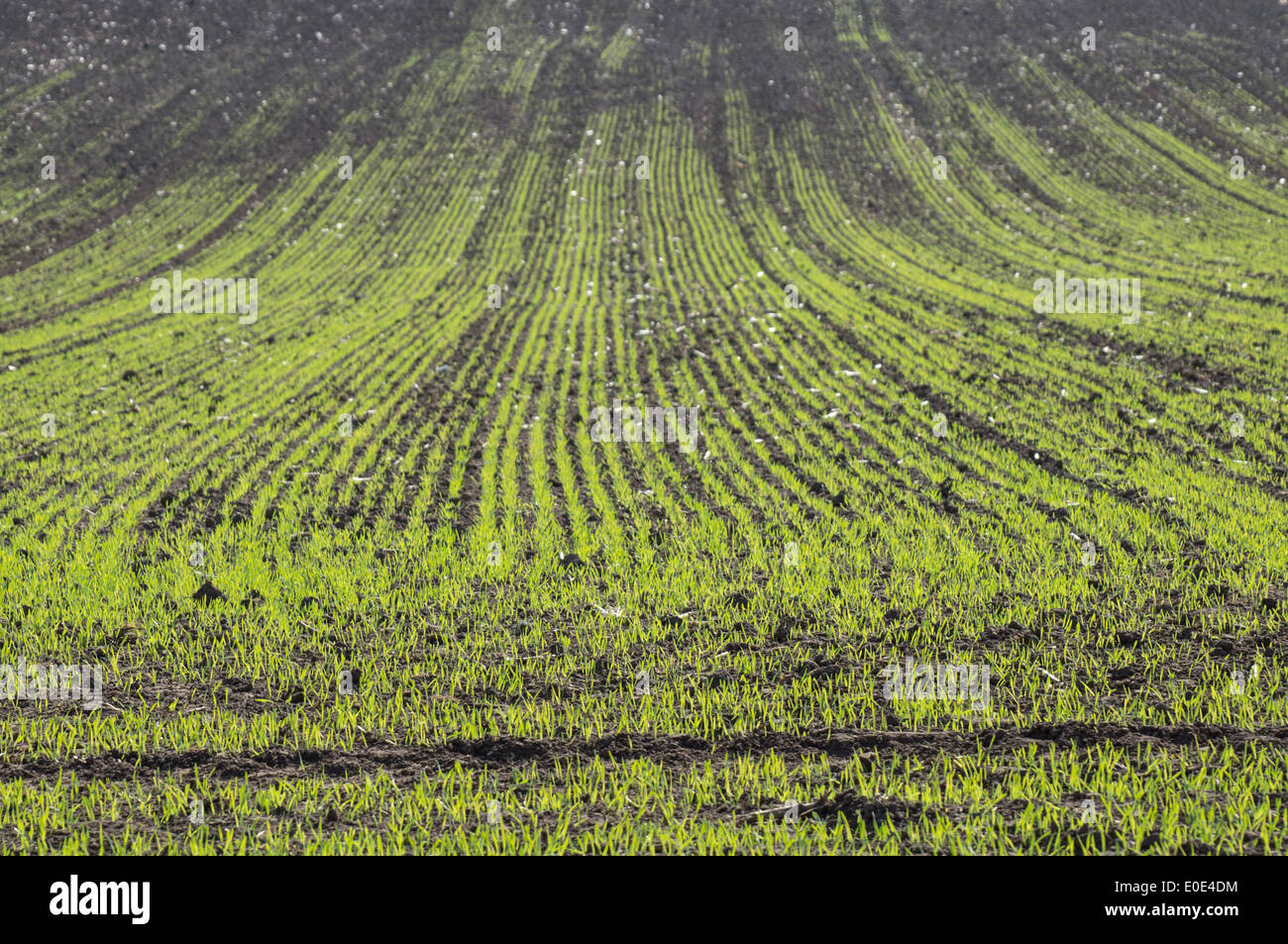 Crops growing in green field hi-res stock photography and images - Alamy