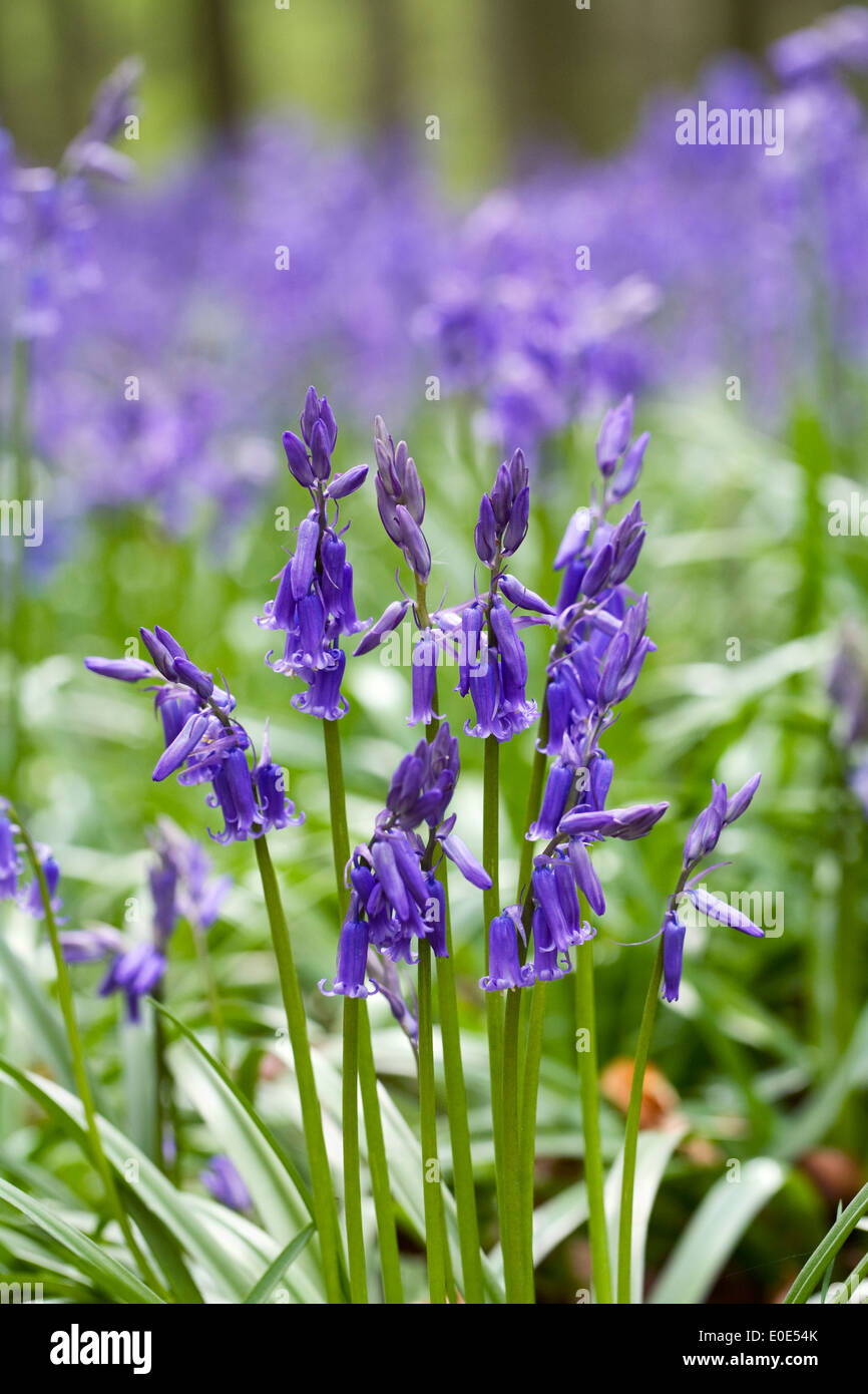 Hyacinthoides non scripta. English bluebell flowers Stock Photo - Alamy