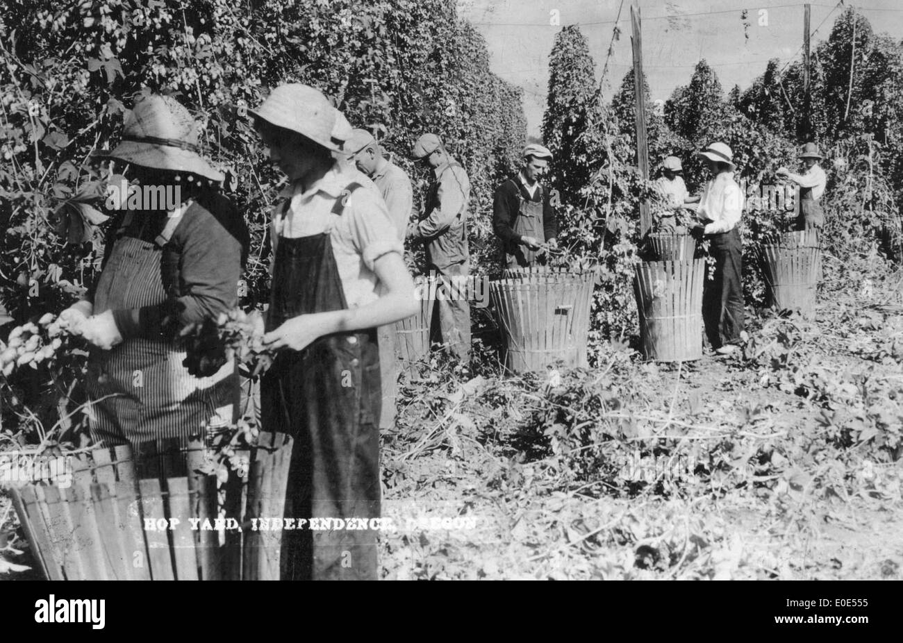 Harvesting hops hi-res stock photography and images - Alamy