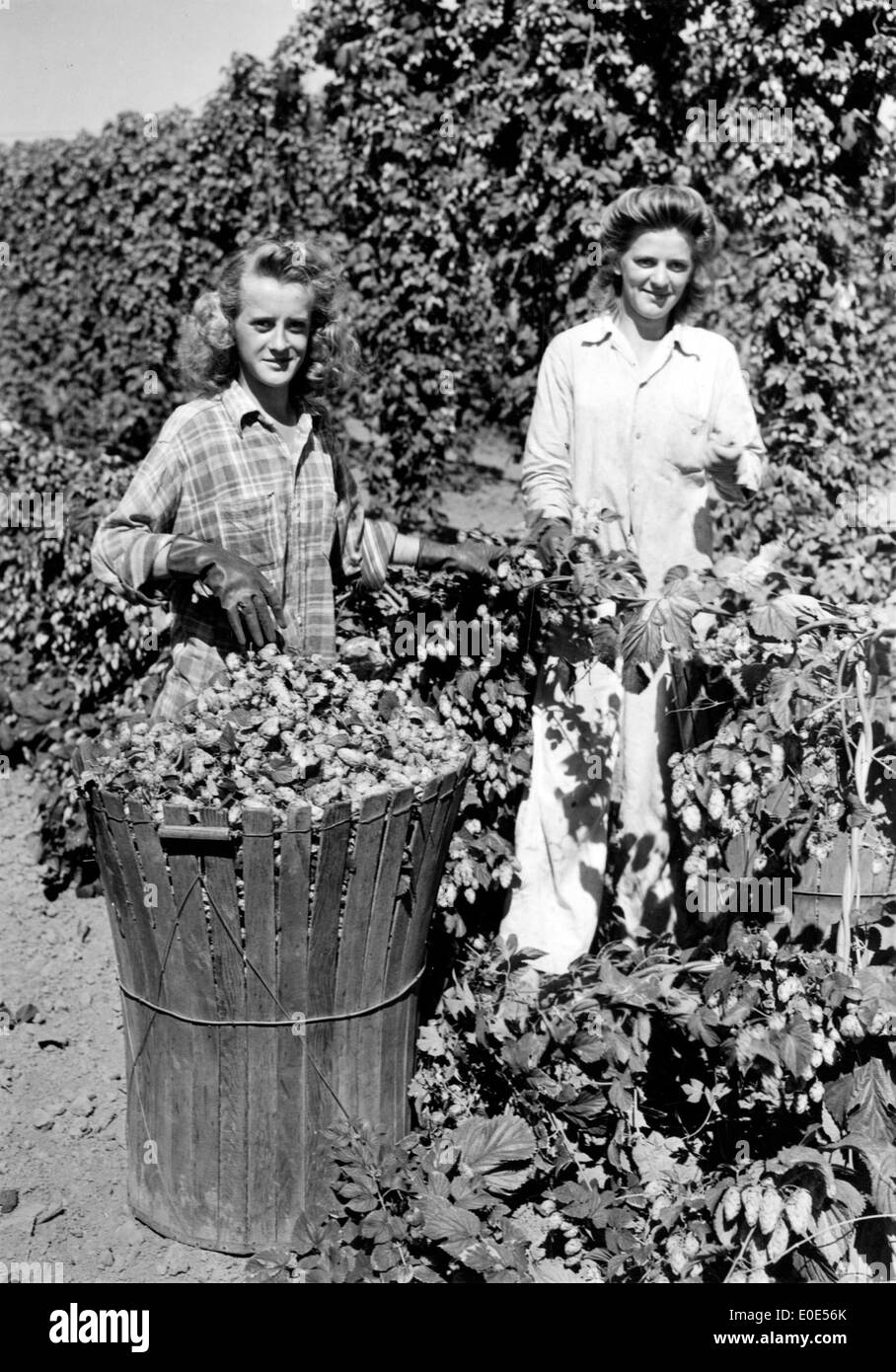 This photo shows Dorothy and Olgo Brutke picking hops in a hop yard in ...