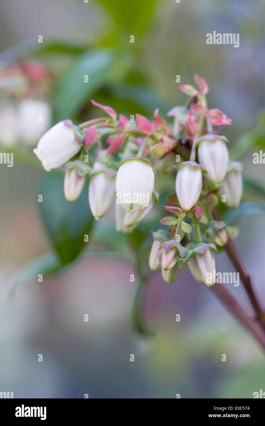 Blueberry Bush Flower